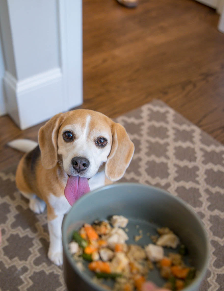 Dog Food 101 – Top Shelf Dog